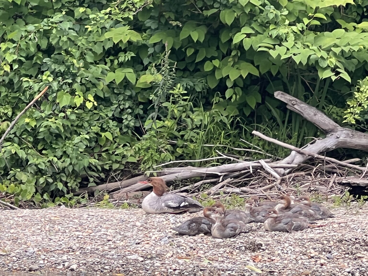 How to Tube on the Battenkill River, VT without a Tour - Affordable ...